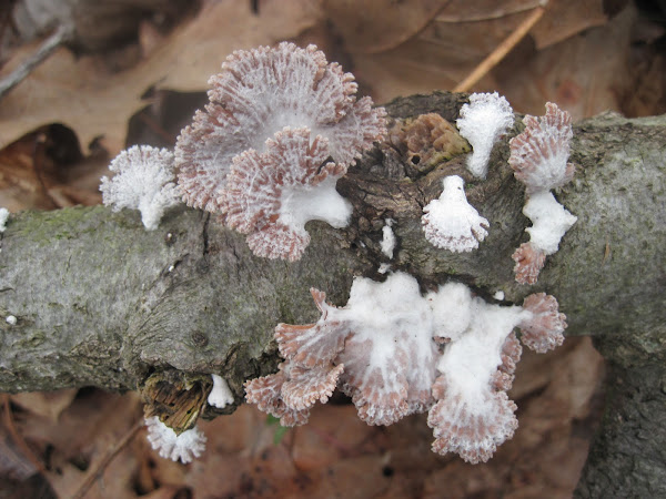 Split Gill | Project Noah