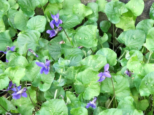 Sweet Violet | Project Noah