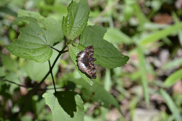 Cryptic skipper | Project Noah