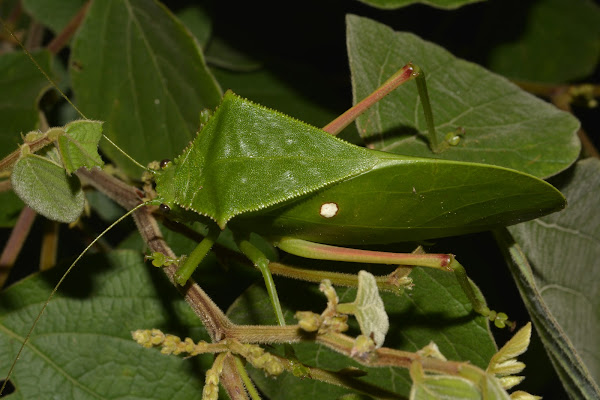 Leaf Katydid | Project Noah