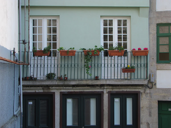 Winter Pansy | Project Noah