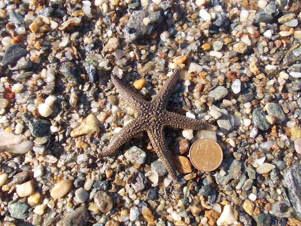 Sand-sifting starfish (Αστερίας) | Project Noah