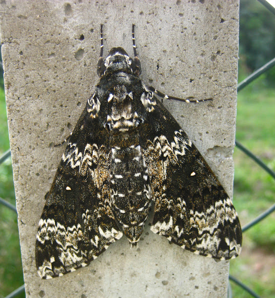 Rustic Sphinx | Project Noah