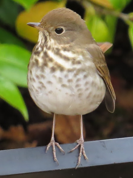 Hermit Thrush | Project Noah