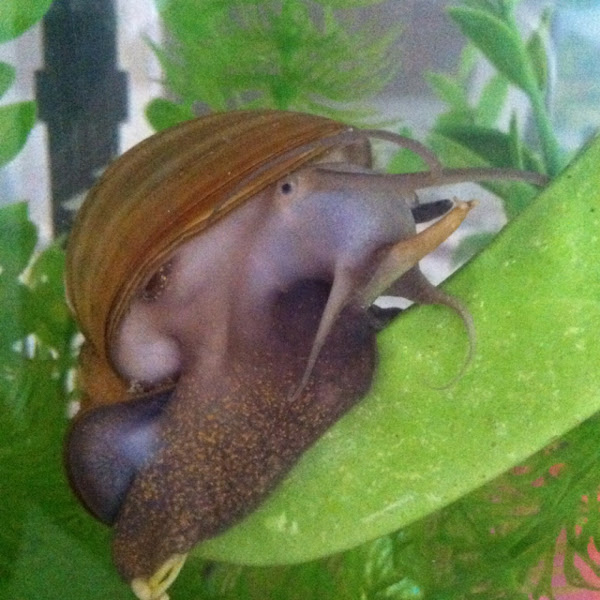Apple Snail | Project Noah