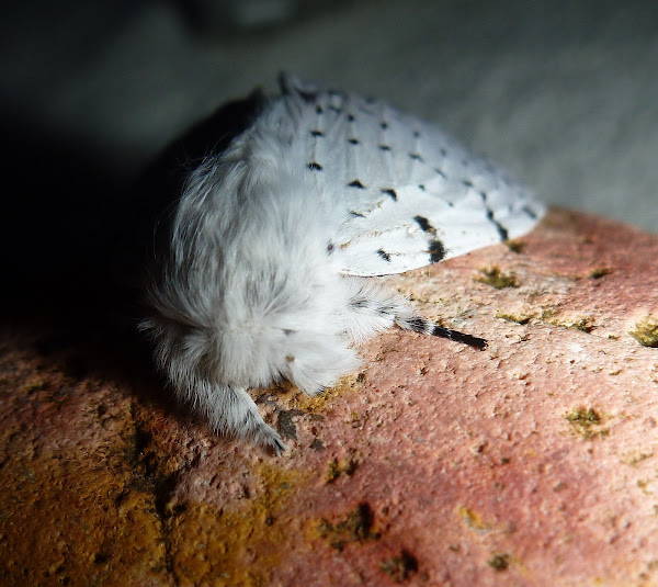 Dot-Lined White Moth | Project Noah