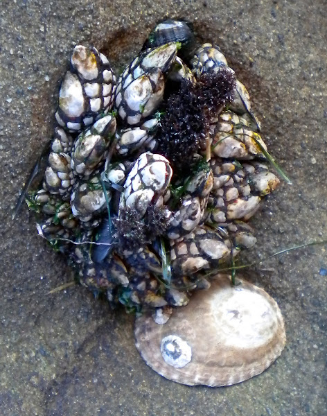 Gooseneck Barnacle | Project Noah
