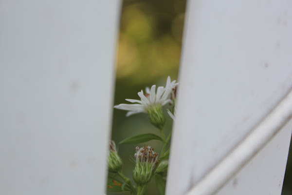 Calico aster | Project Noah