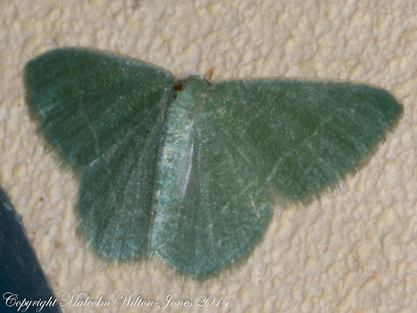 Emerald Moth | Project Noah