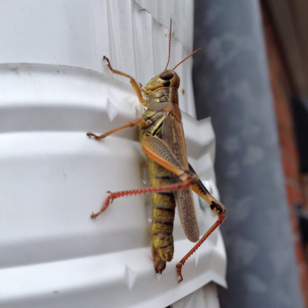 Differential Grasshopper | Project Noah