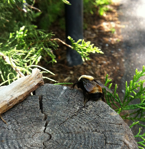 Bumblebee | Project Noah