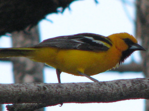 Streaked back oriole | Project Noah