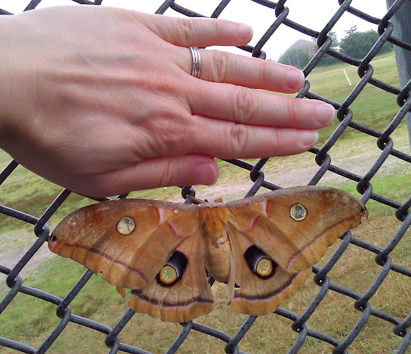 Polyphemus Moth, female | Project Noah