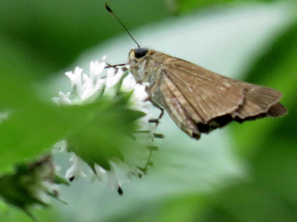 Ocola skipper | Project Noah