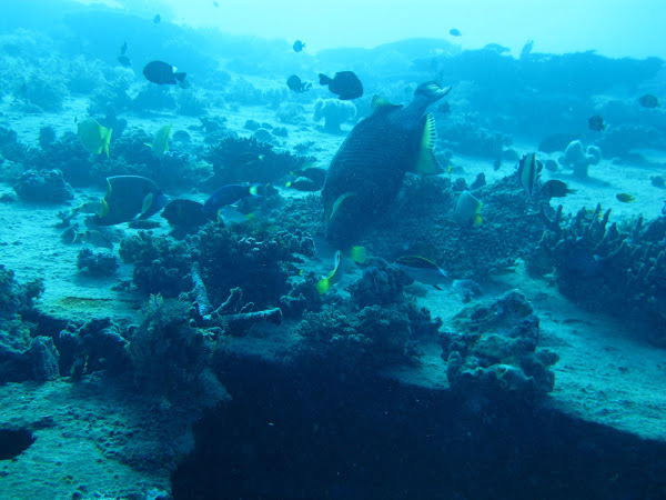 Titan Triggerfish | Project Noah