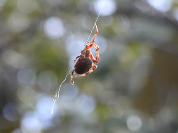 Spotted Orbweaver | Project Noah