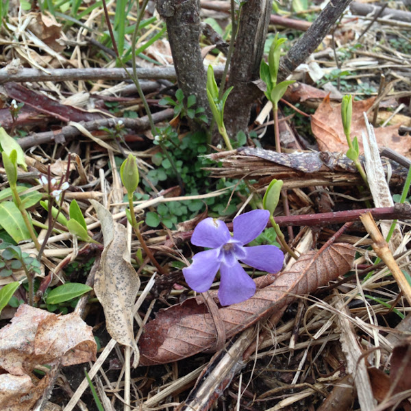 Periwinkle | Project Noah