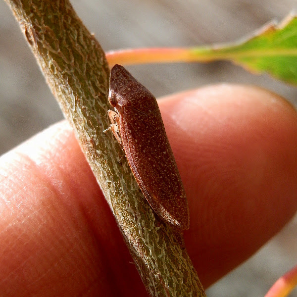 White-dotted Brown Leafhopper | Project Noah