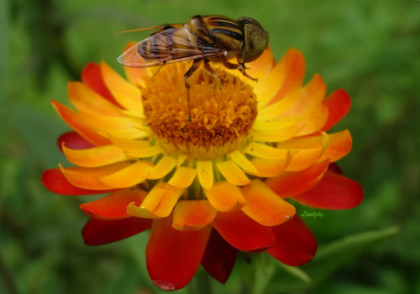 Native Drone Fly | Project Noah