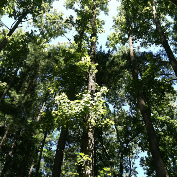 Sweet gum tree | Project Noah