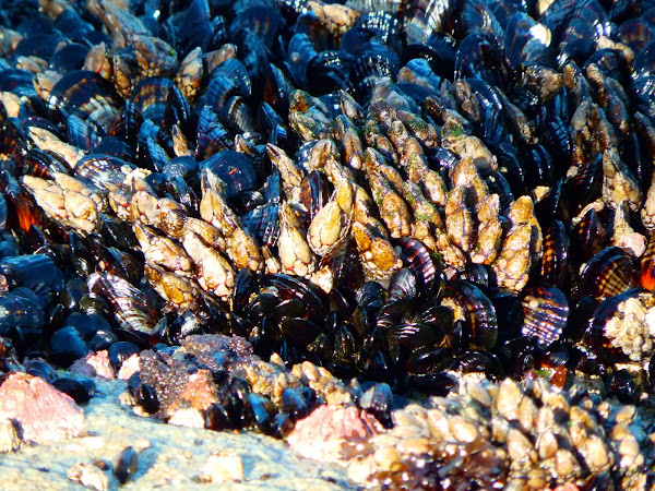 Leaf Barnacle | Project Noah