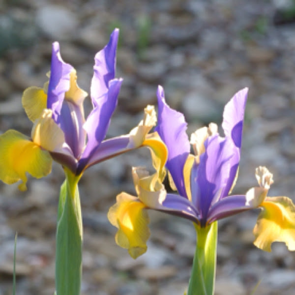 Dutch Iris, Miss Saigon | Project Noah