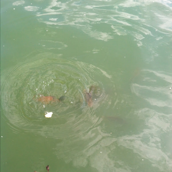 Gold fish | Project Noah