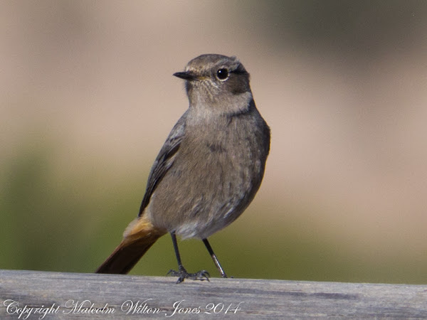 Black Redstart; Colirrojo Tizón | Project Noah