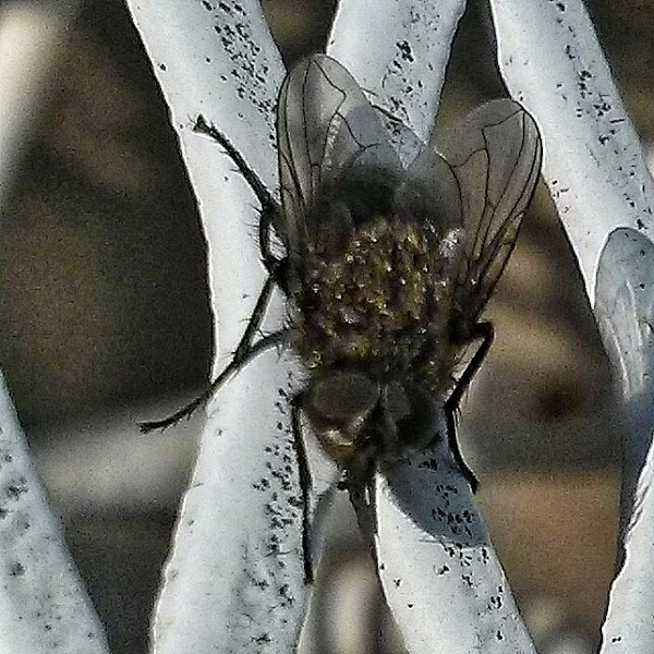 Housefly | Project Noah