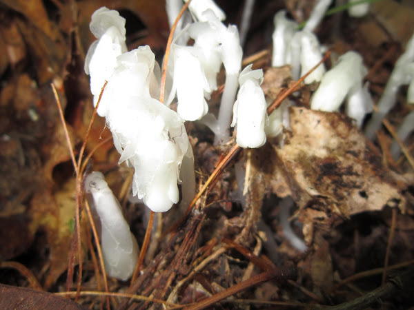 Indian Pipes | Project Noah