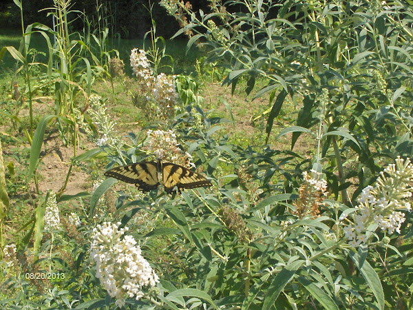 bush/shrub | Project Noah