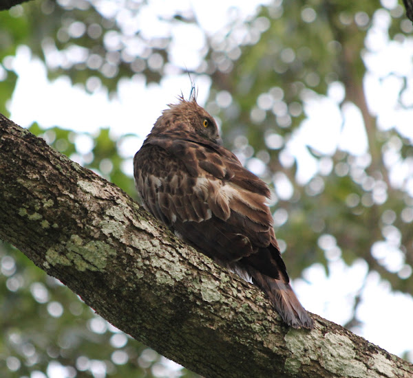 Changeable Hawk-Eagle | Project Noah