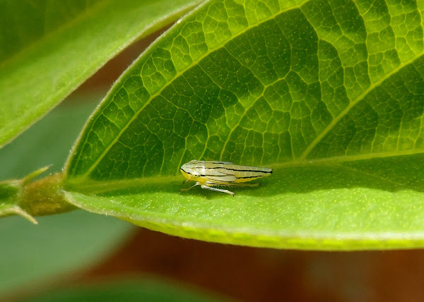 Leafhopper nymph | Project Noah