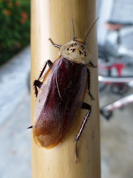 Cockroach | Project Noah