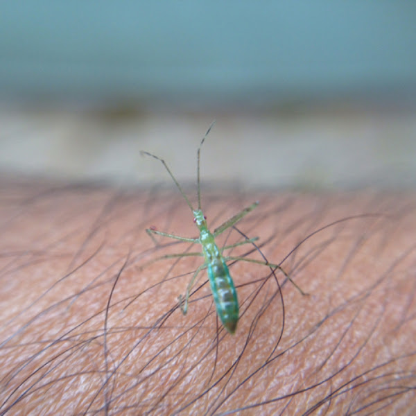 Assassin Bug (nymph) | Project Noah