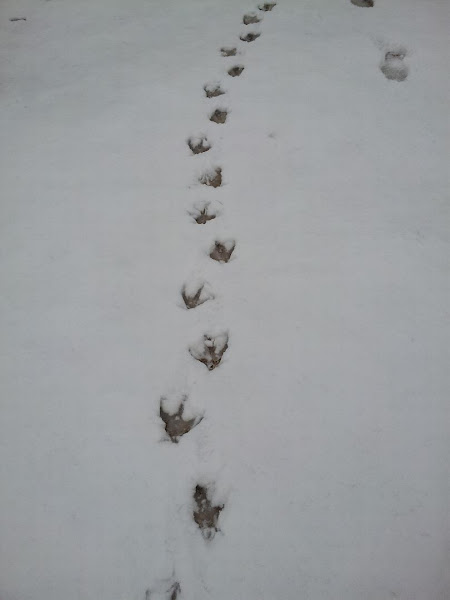 Canada goose (tracks) | Project Noah