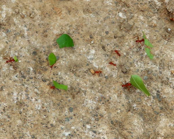Leaf-cutter ants | Project Noah