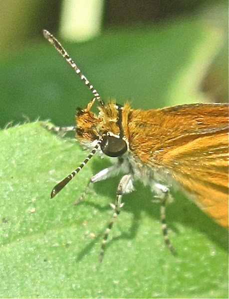 Least Skipper | Project Noah