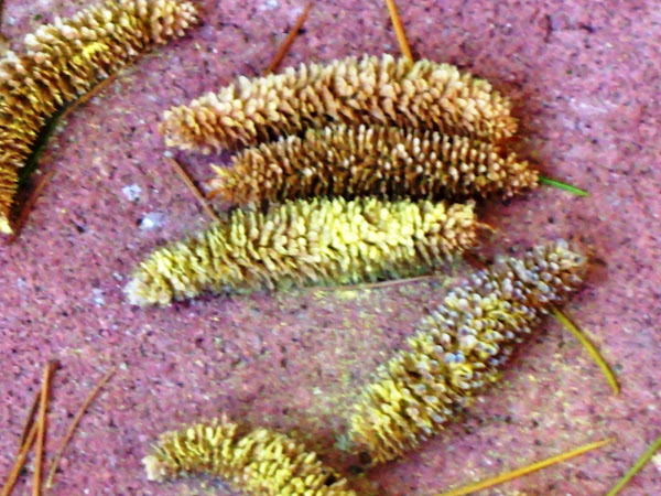 Yellow Pollen from Pine Trees | Project Noah