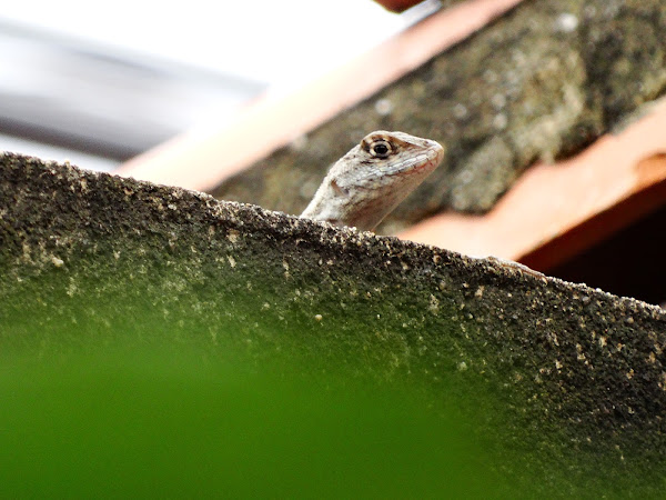 Lizard | Project Noah