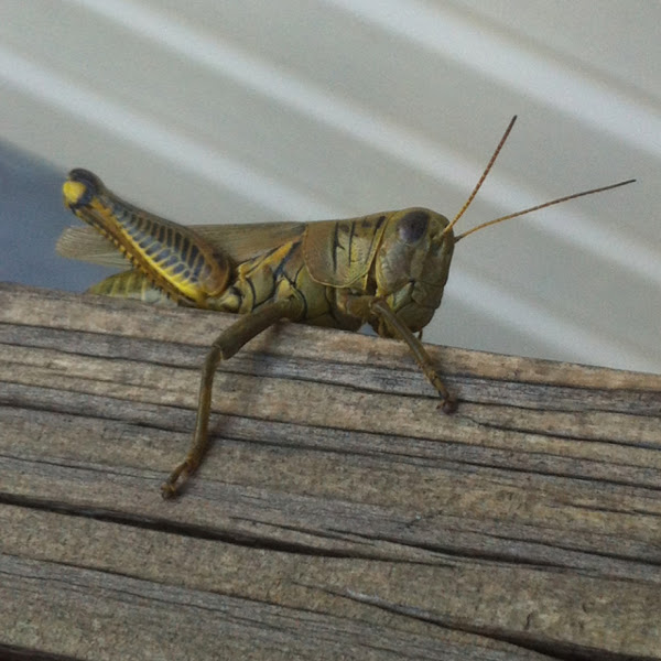 Differential Grasshopper | Project Noah