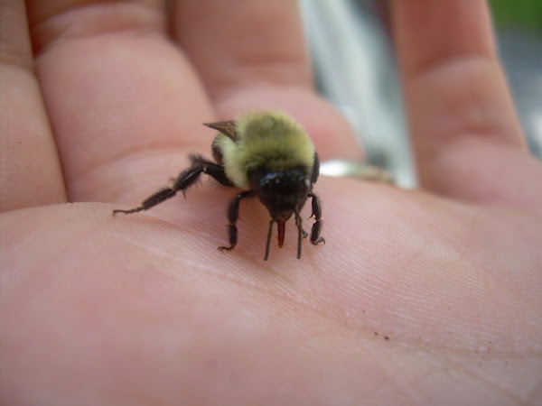 Common Eastern Bumble Bee | Project Noah