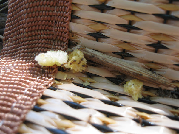 Pharaoh Ant | Project Noah