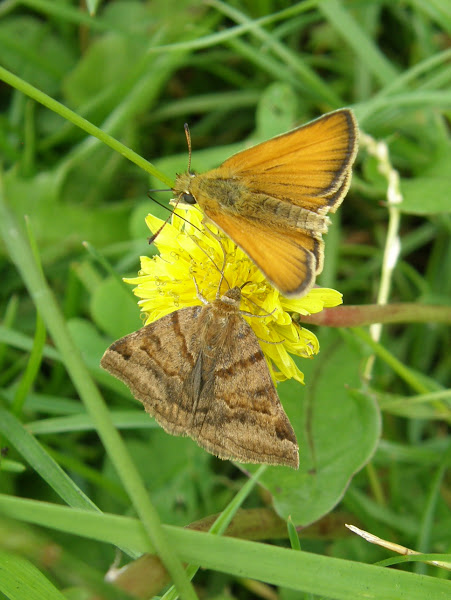 Moth & Small Skipper butterfly | Project Noah