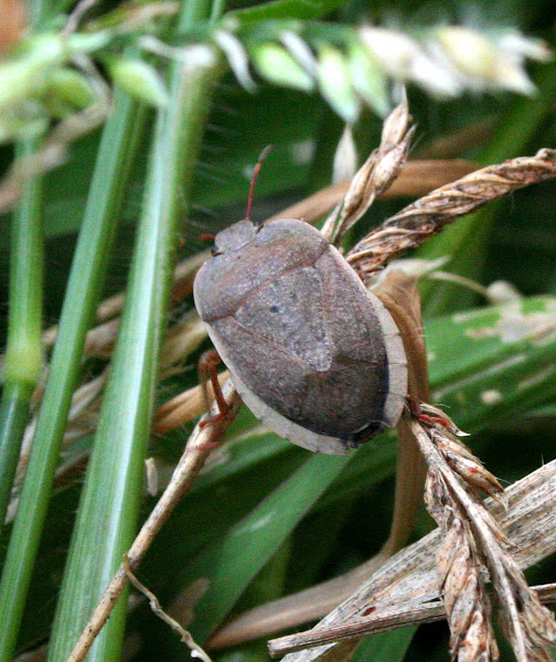 Stink bug / Shield bug | Project Noah