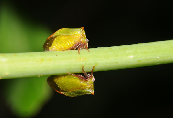 Buffalo treehoppers | Project Noah
