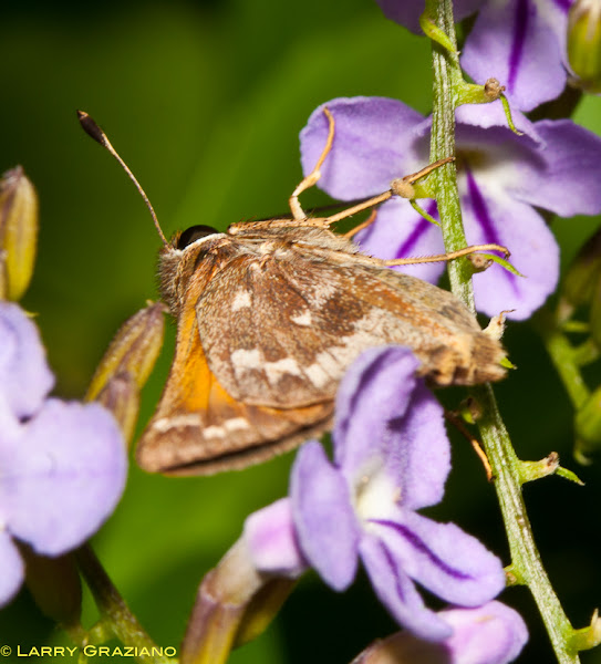 Skipper Butterfly | Project Noah