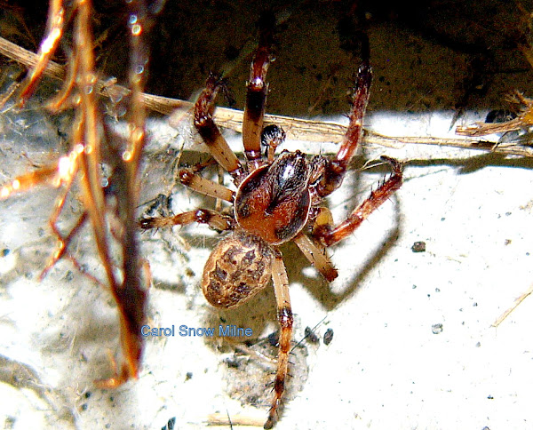 Furrow Orb Weaver Spider | Project Noah