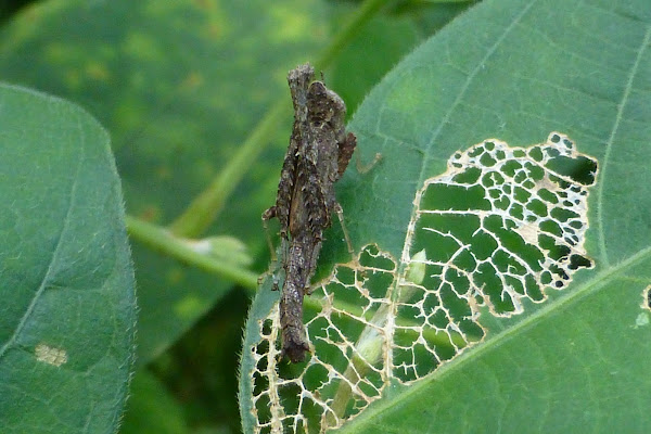 Monkey Grasshopper | Project Noah