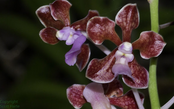 Vanda limbata | Project Noah